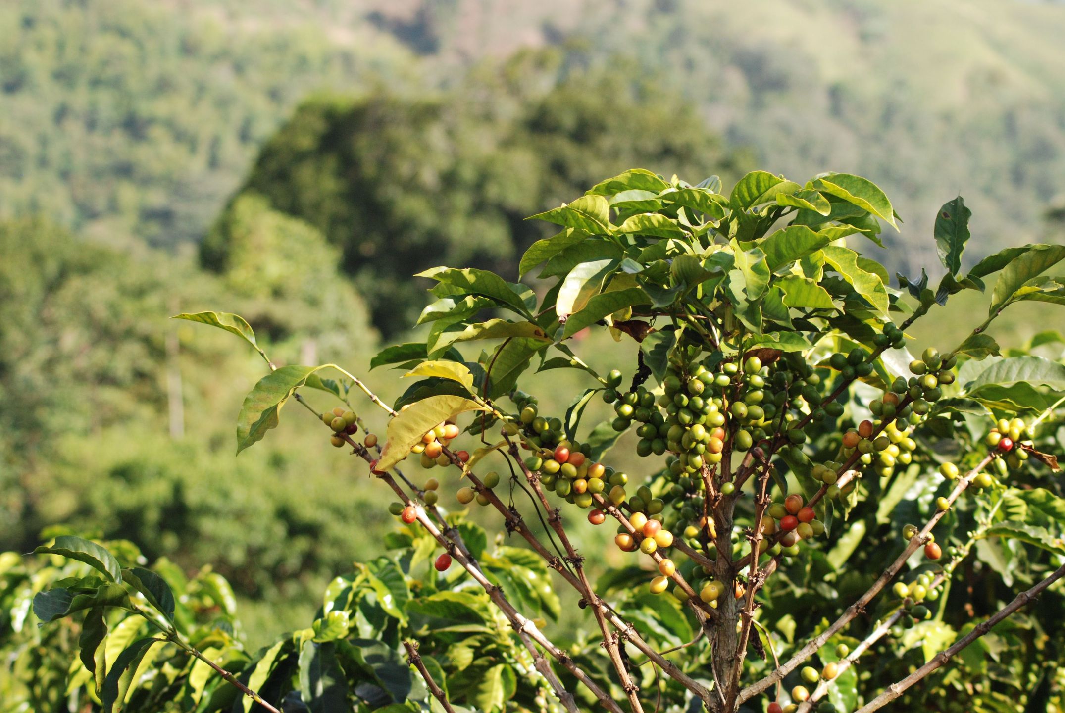 Groepsreis Colombia in 16 dagen | Joker