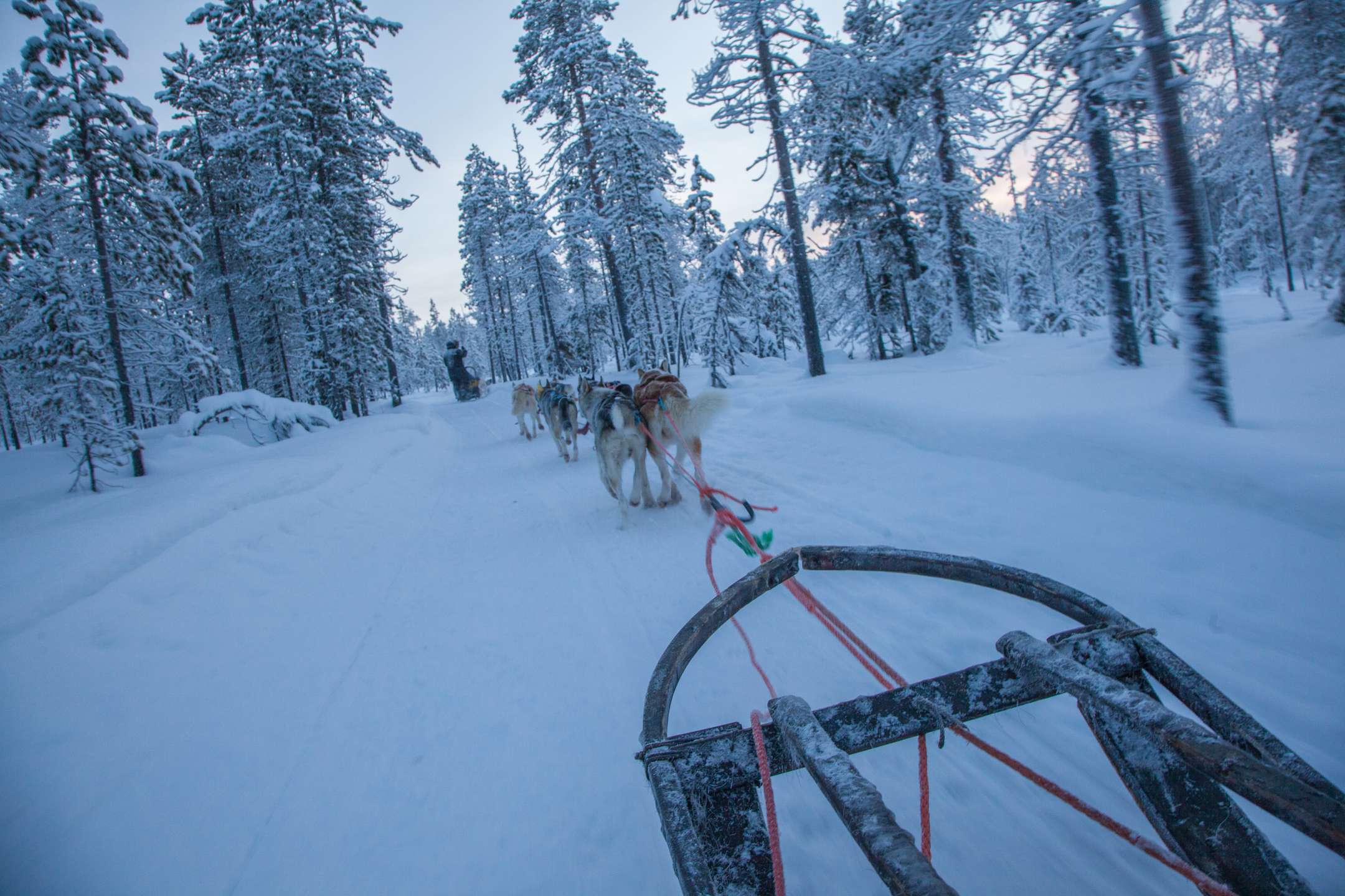 Groepsreis Husky Trail Lapland | Joker